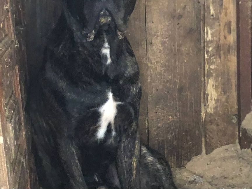 Кане корсо в добрые руки