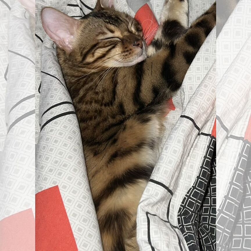 Бенгальская, взрослая кошка