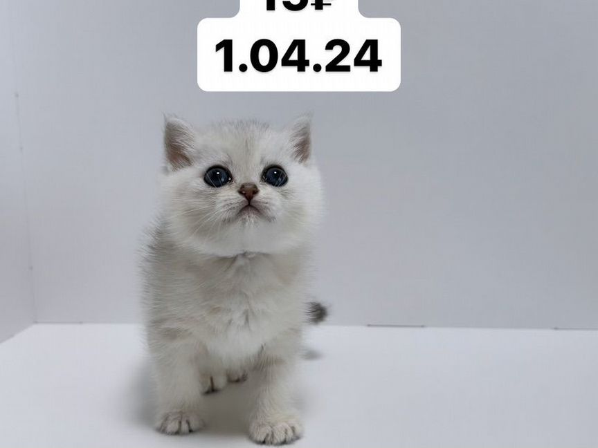 Серебренная шиншилла котята