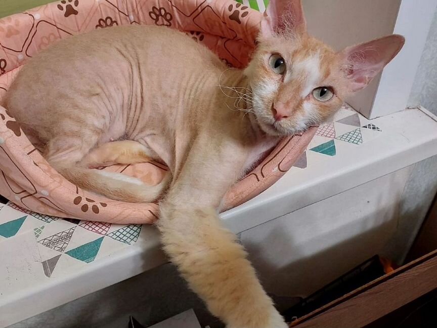 Донской сфинкс браш