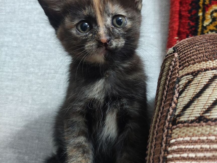 Разноцветная девочка