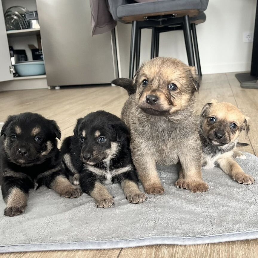 Щеночки в добрые руки бесплатно