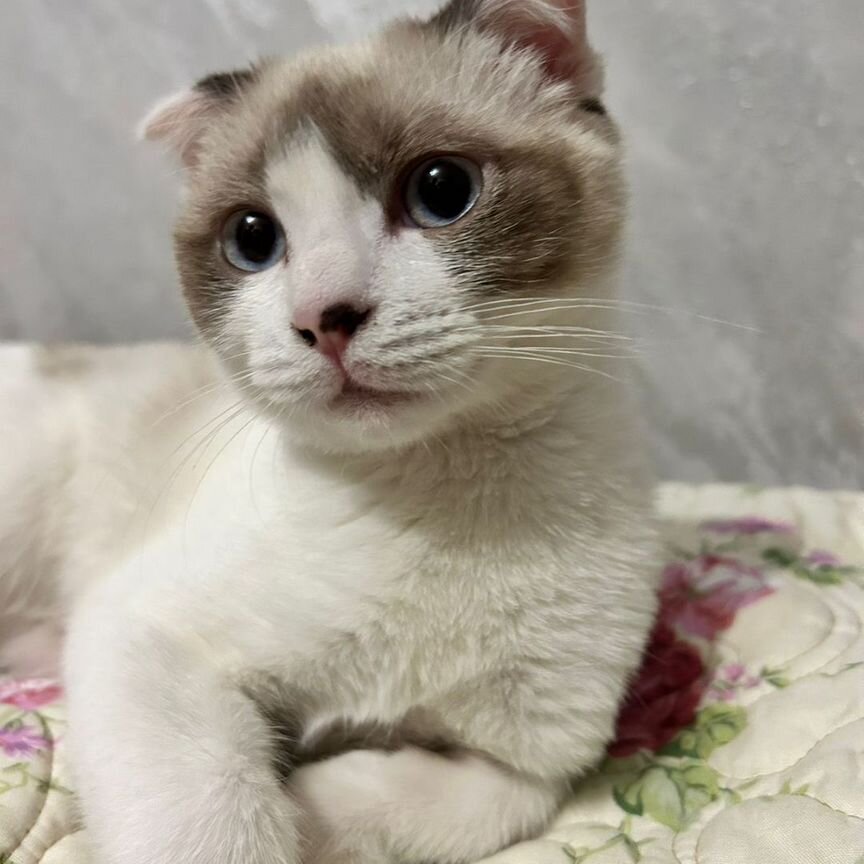 Сиамский котик