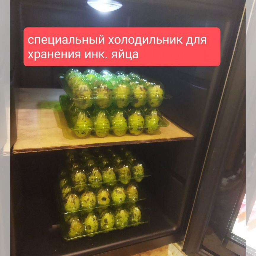 Инк. Яйцо, птенцы, корм