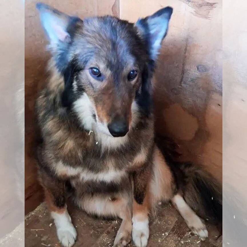 Взрослый пёс в добрые руки