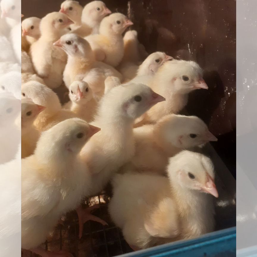 Суточные цыплята несушки