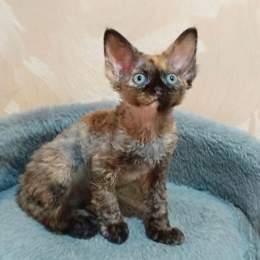 Кошечка
