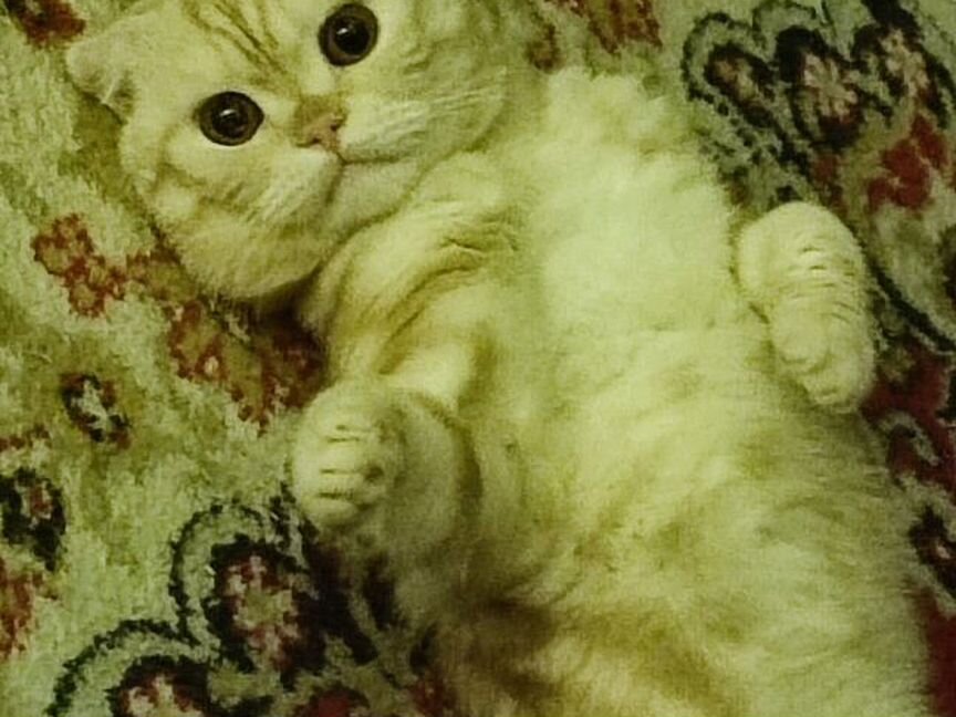 Шотландский вислоухий кот вязка