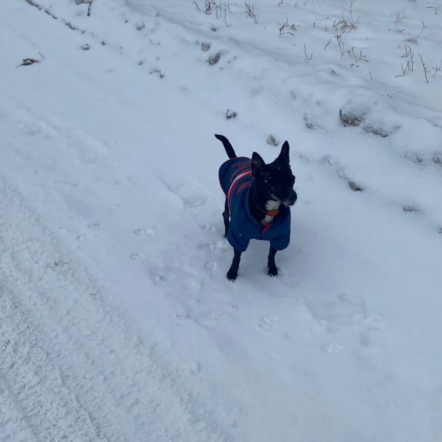 Собака Той терьер