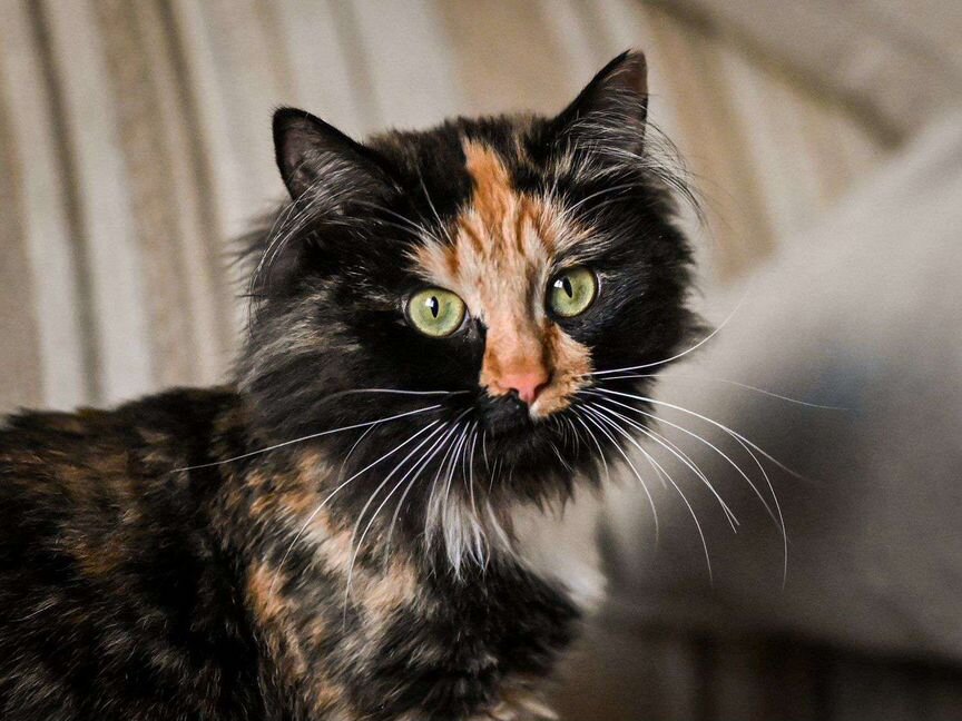 Кошка звезда Тик-Тока в добрые руки