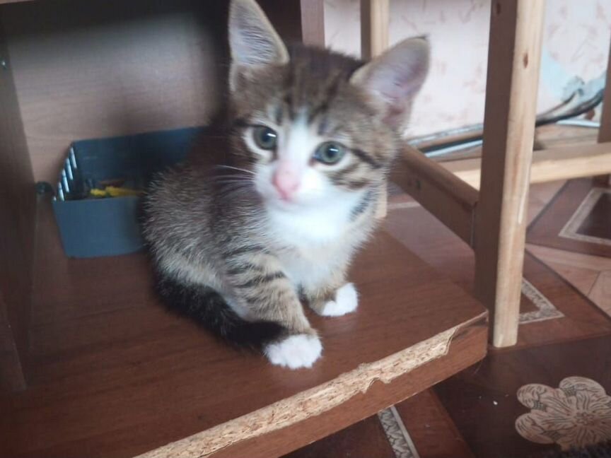 Кошка