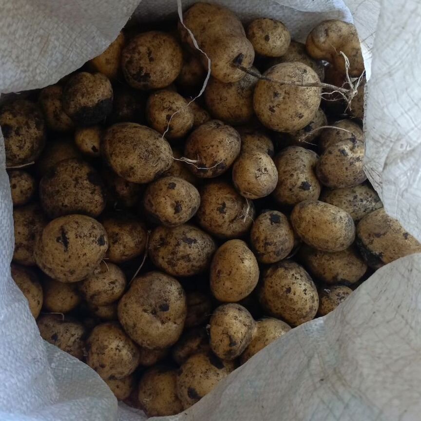 Картофель на корм скоту