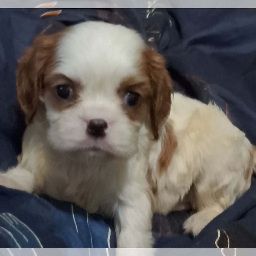 Кавалер кинг-чарльз-спаниель, щенок