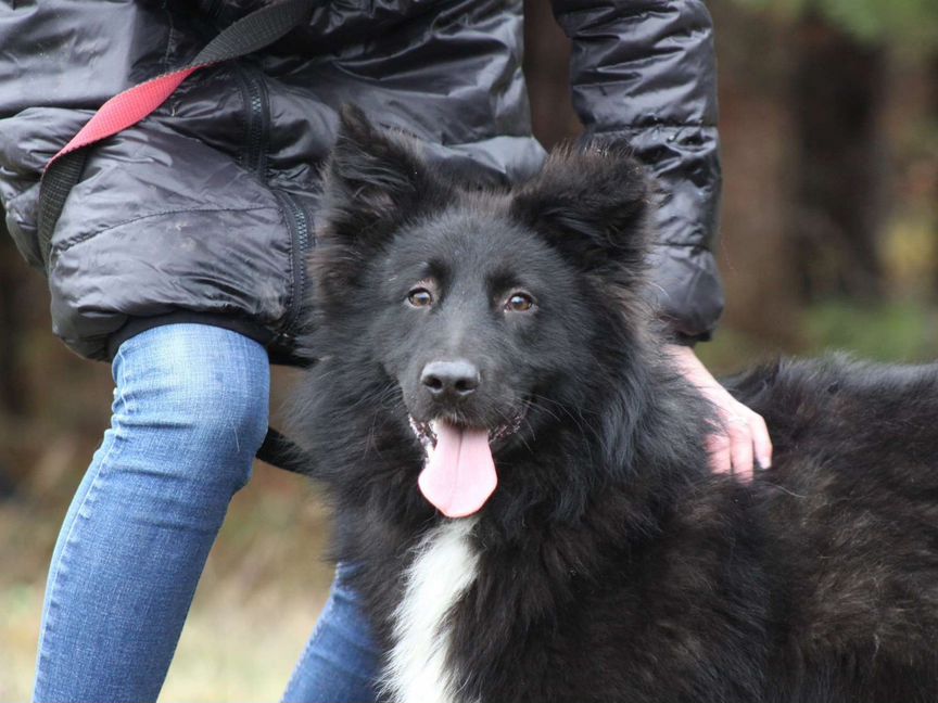 Щенок помесь кобель