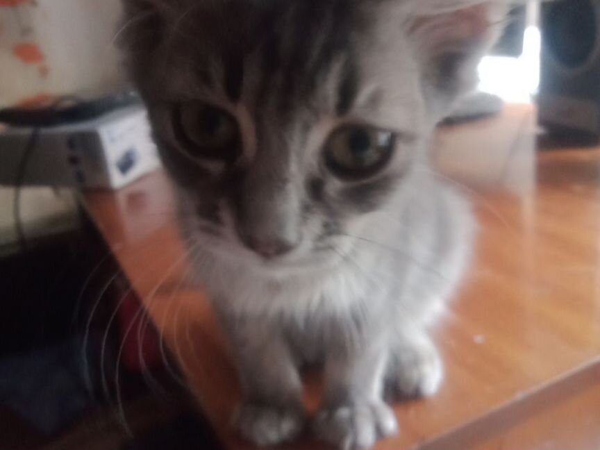 Котята в добрые руки бесплатно