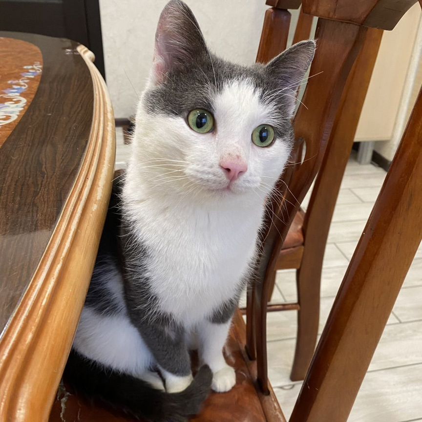 Взрослый кот в добрые руки