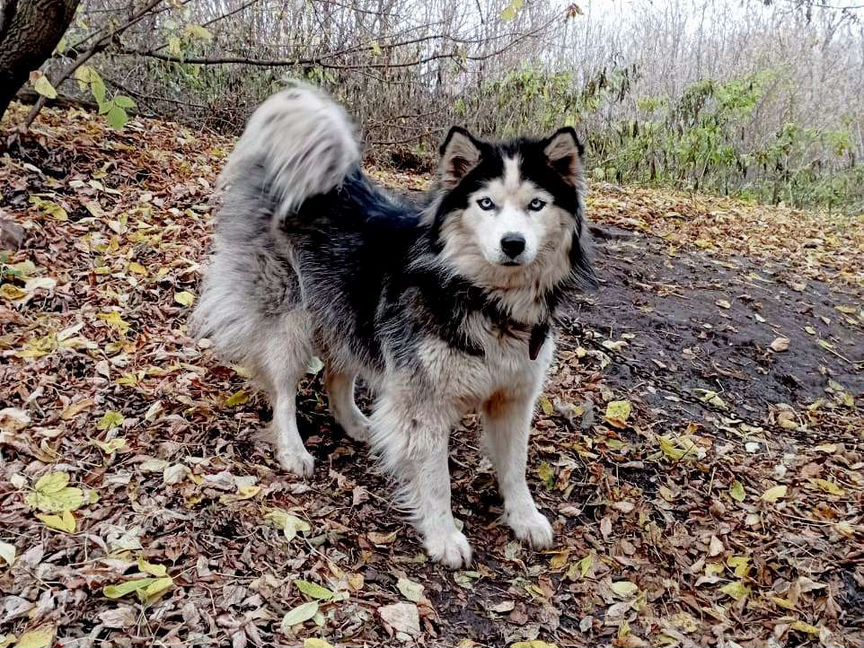 Наша красотка ищет дом