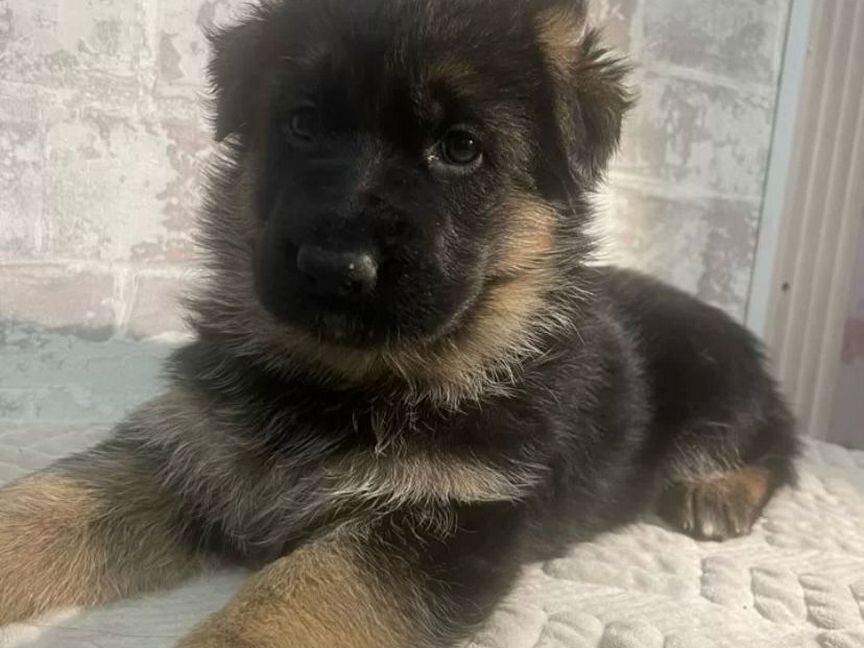 Немецкая овчарка