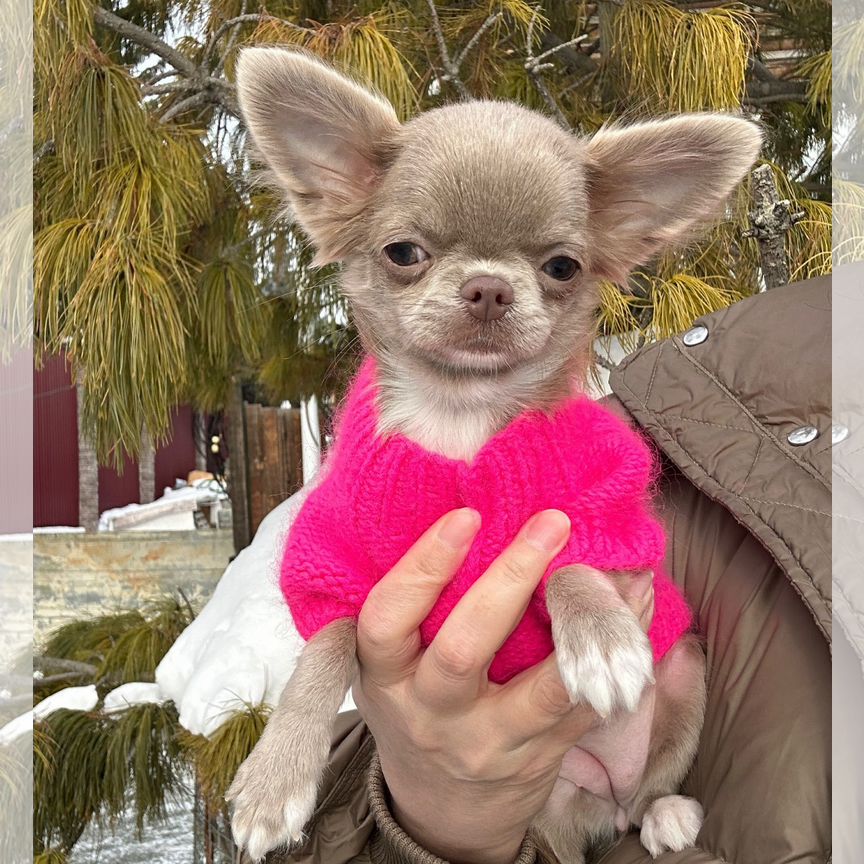 Чихуахуа, щенок