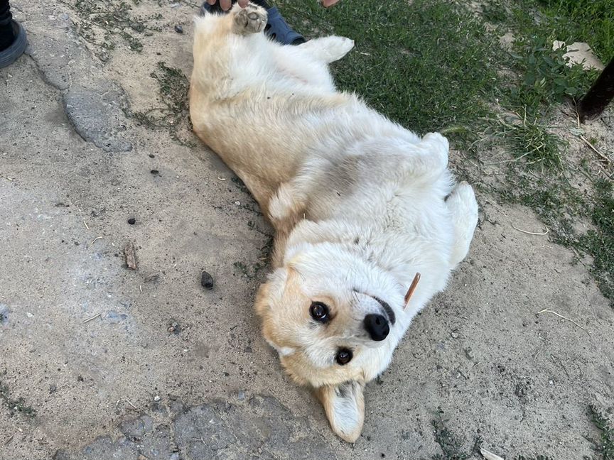 Вельш корги пемброк. 16 т. р., если стерилизовать