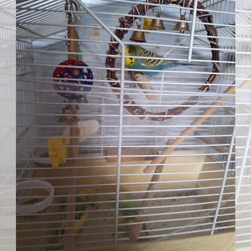 Попугай с клеткой