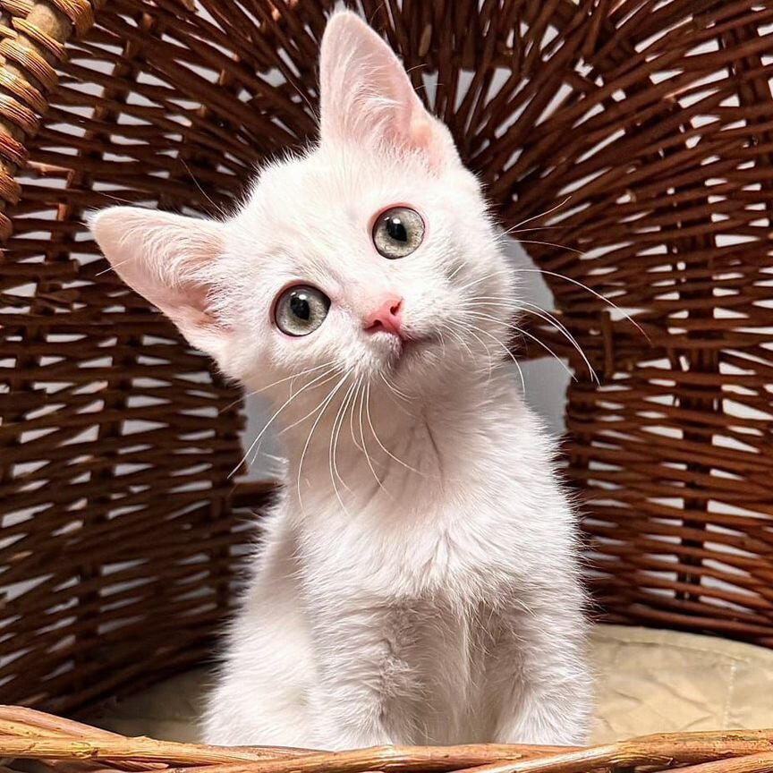 Котенок