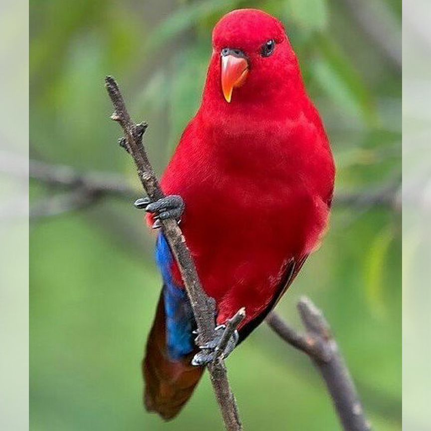 Попугай лорикет красный ручной выкормыш