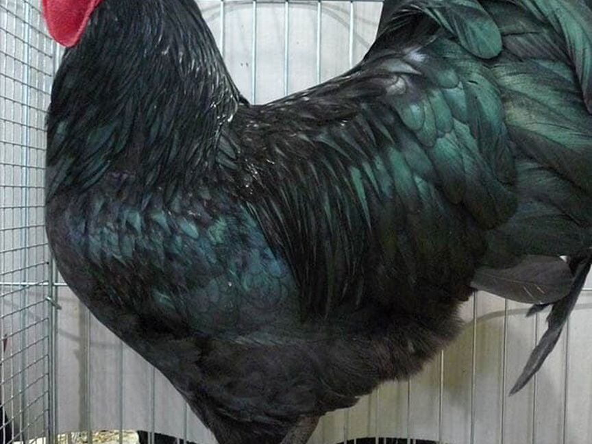 Молодые петухи