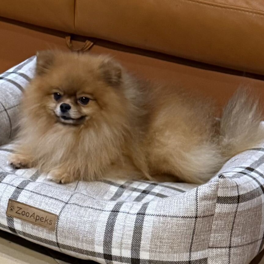 Померанский шпиц, взрослый пёс