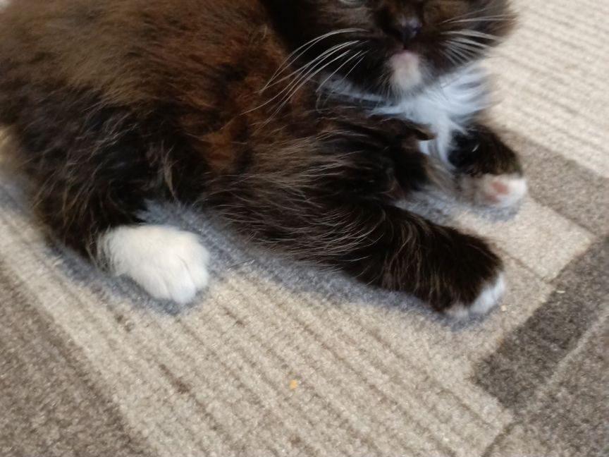 Котята