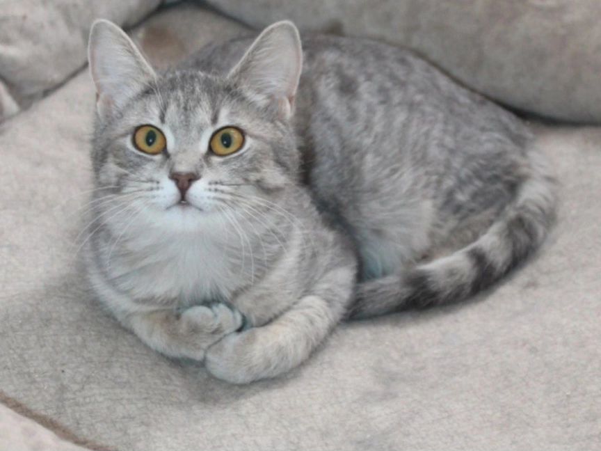 Кошка Мун