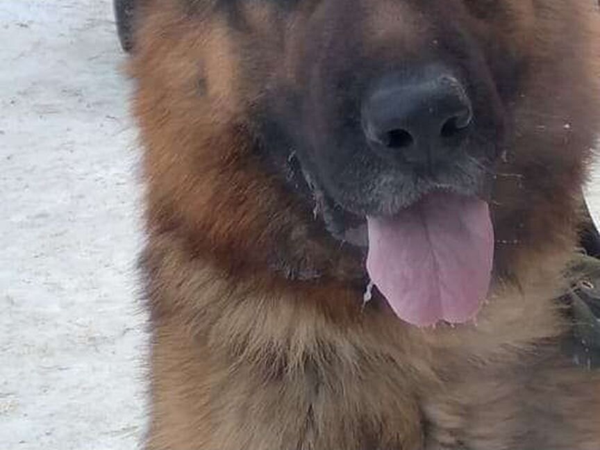 Вязка кобеля. Немец