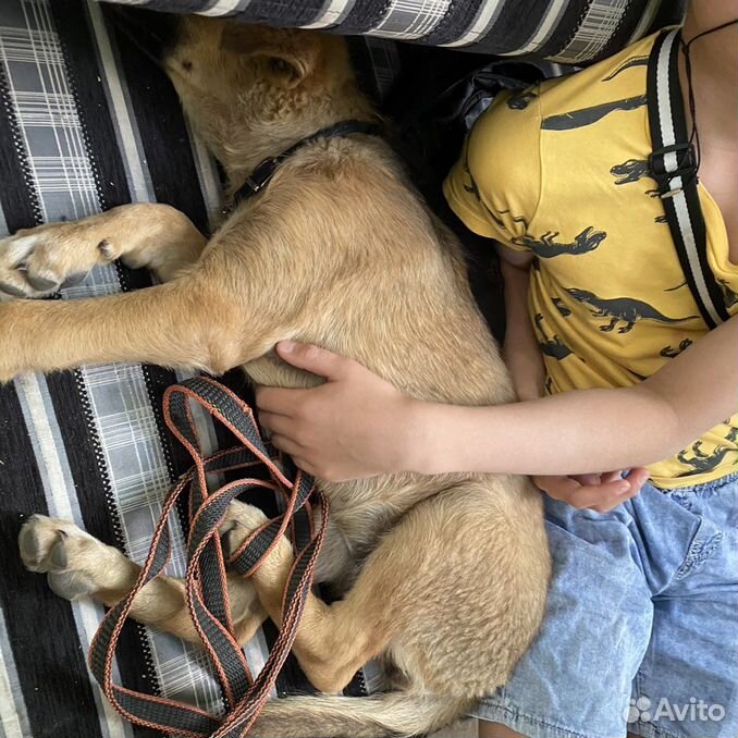 Овчарка Сэнди, 3 месяца