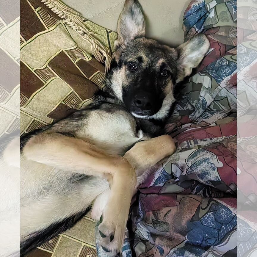 Щенок в добрые руки