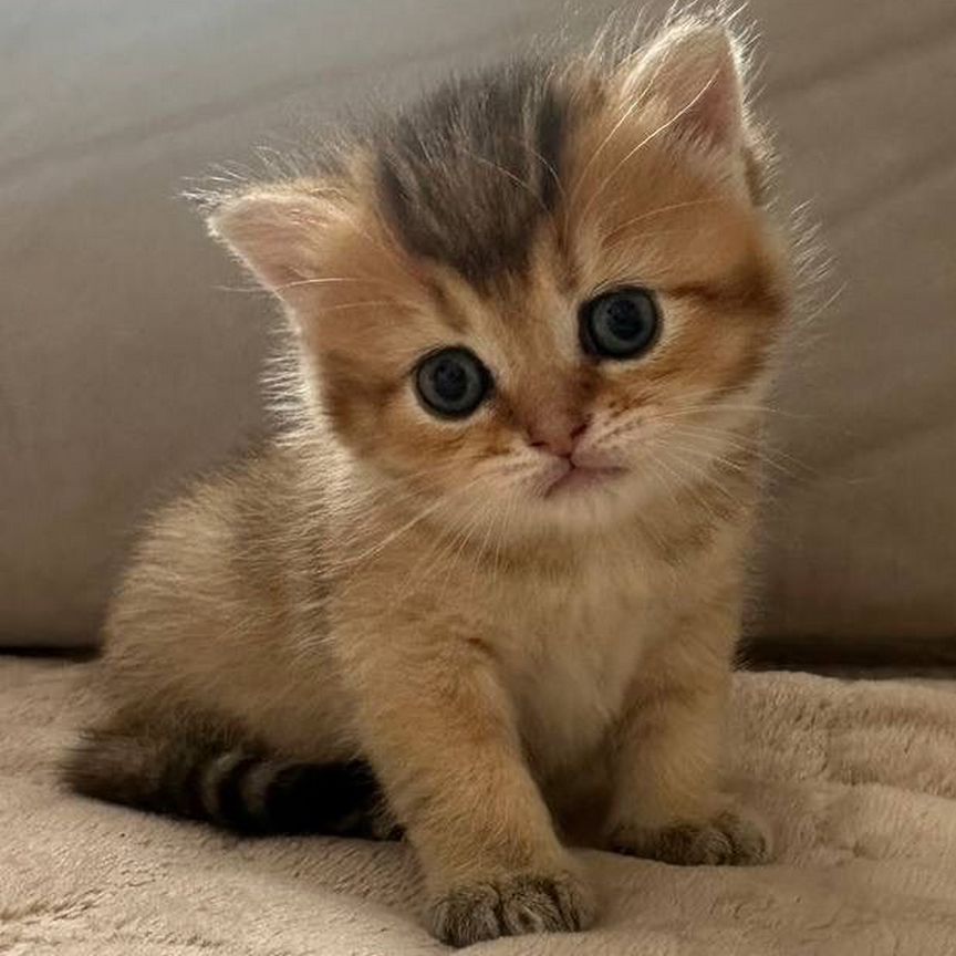 Шотландская шиншилла