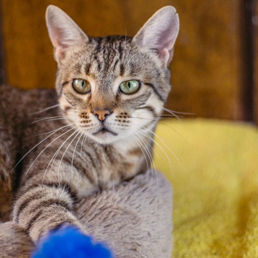 Полосатый кот Василий