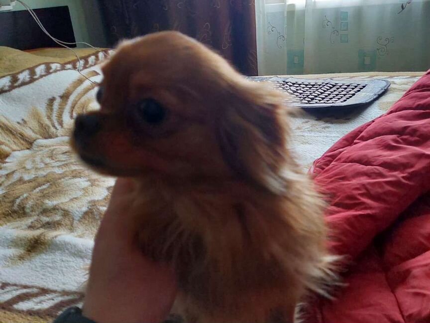 Собака