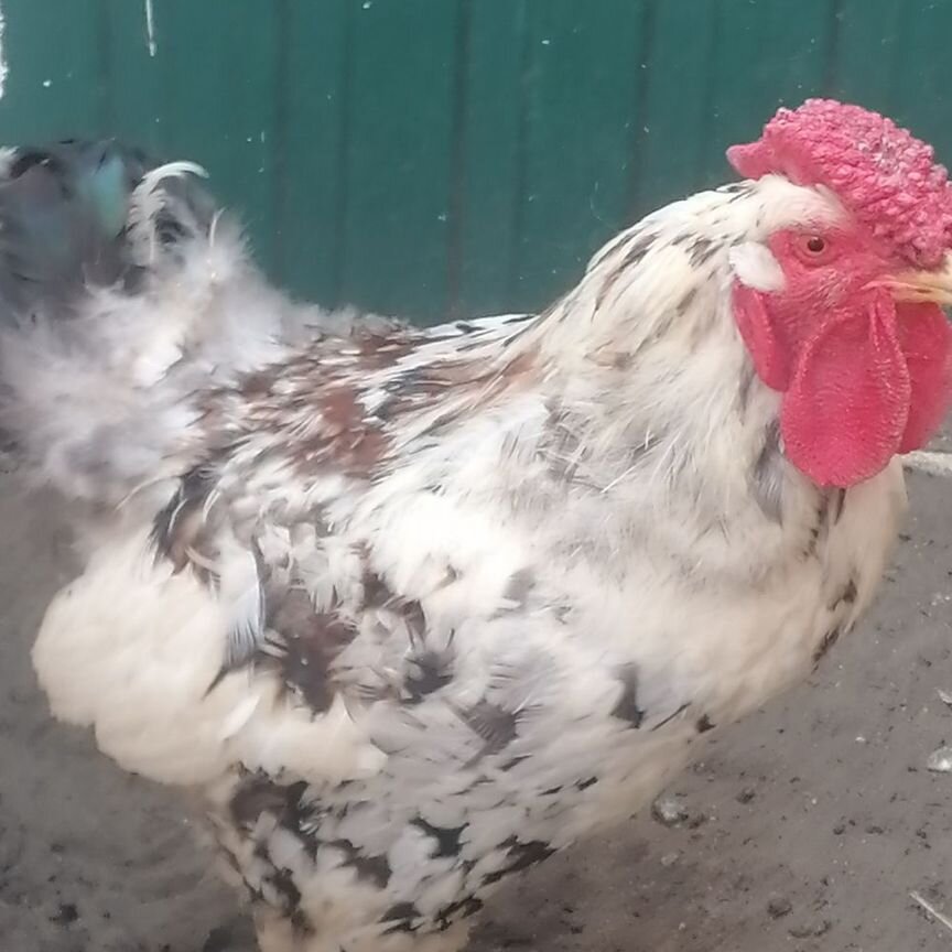 Петух ливенский