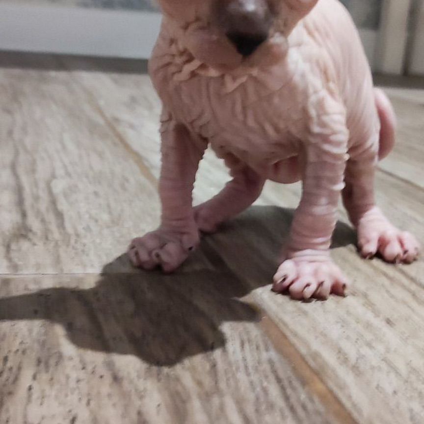 Котята сфинкс