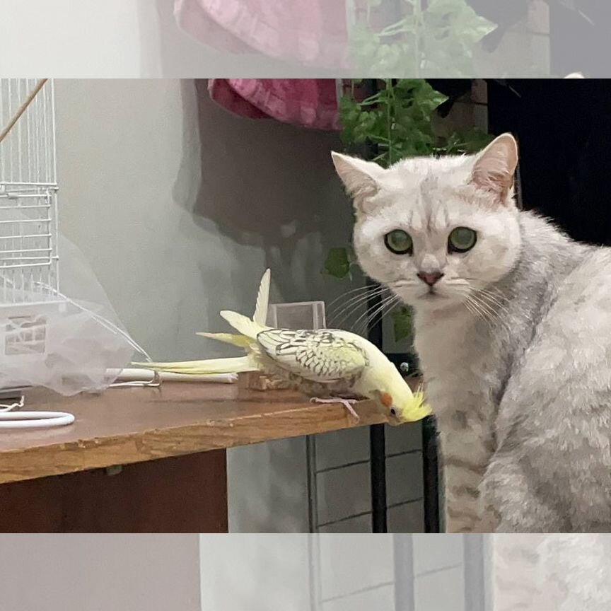Кот на вязку британская шиншила прямоухий