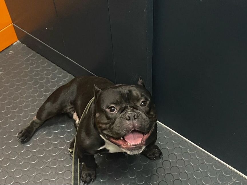 Американский були покет