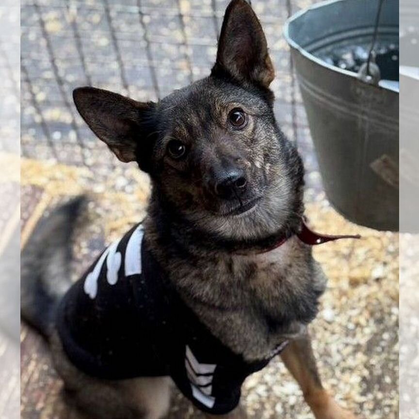 Взрослая собака в добрые руки