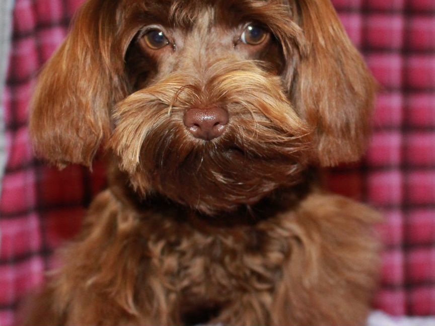 Шоколадная Орхидея