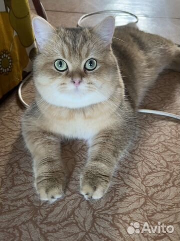 Продаю кота британская золотая шиншилла