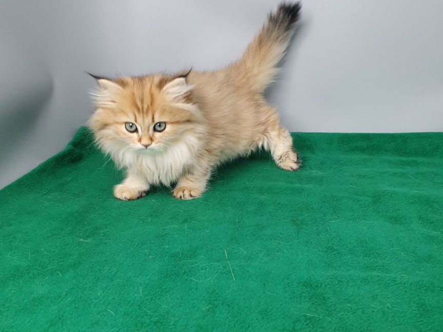 Котята золотая шиншилла