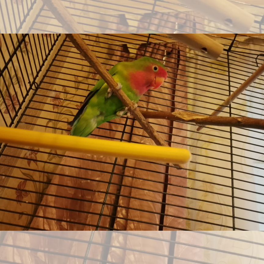 Попугай неразлучник с клеткой