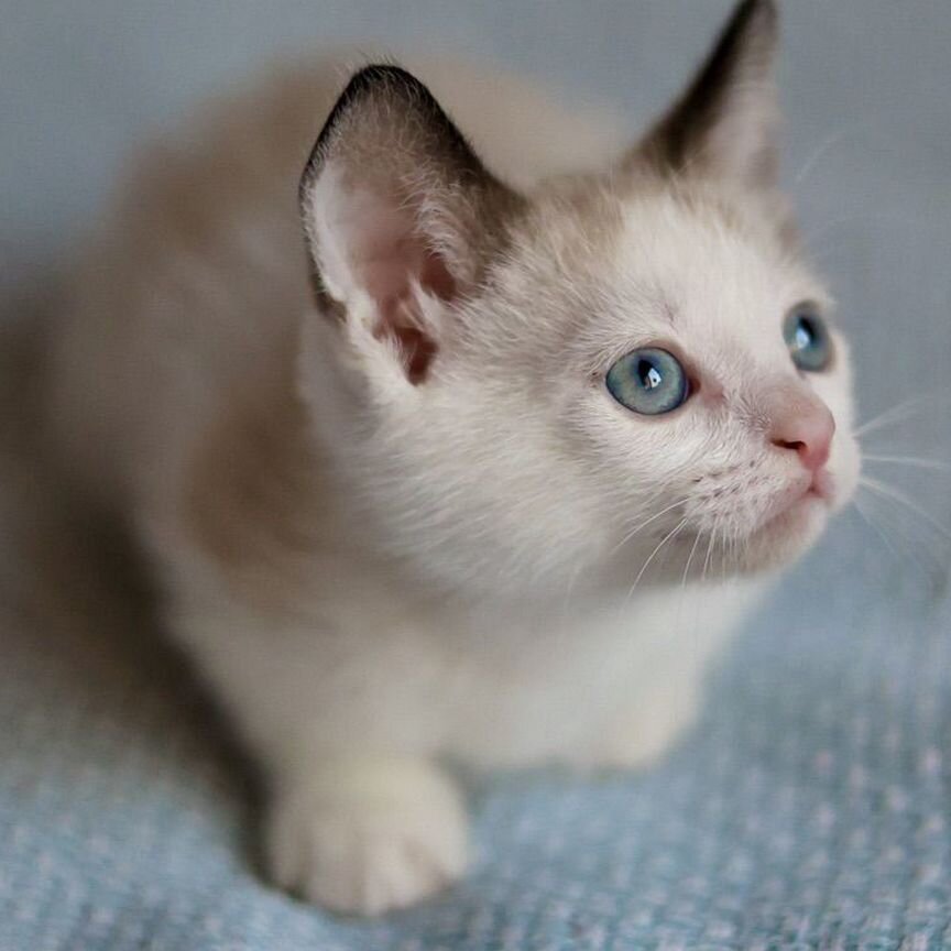 Сноу-Шу котёнок