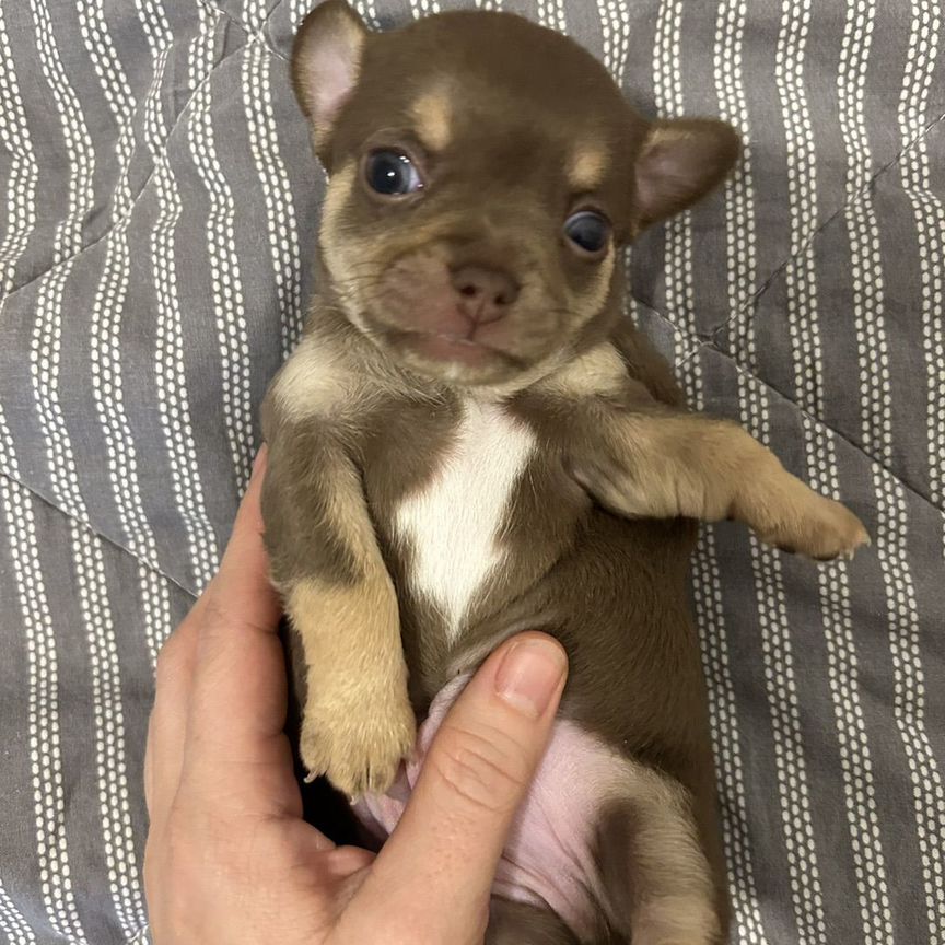 Щенок чихуахуа мальчик
