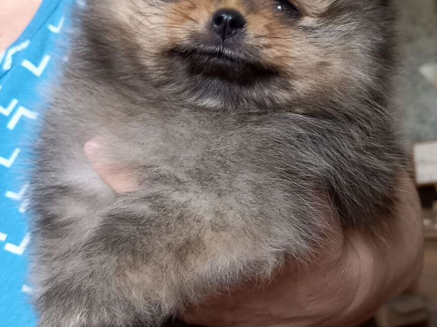 Щенки шпица померанского