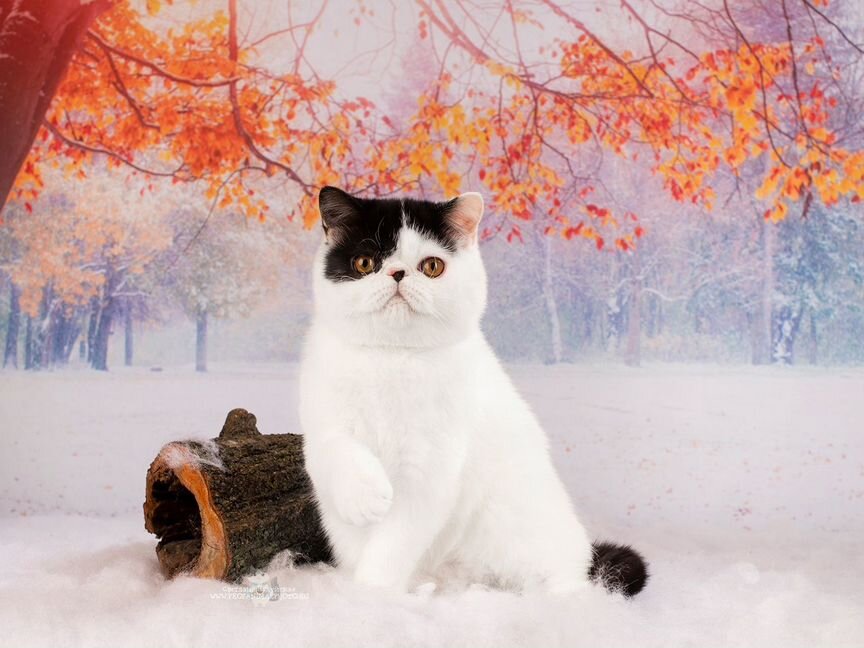 Великолепный котик для любителей настоящих экзотов